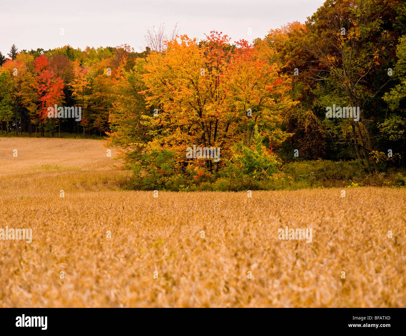 farm field with tree line in fall color Stock Photo - Alamy
