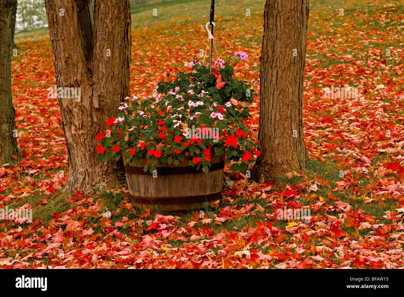 barrel of flowers in a pile of fall leaves Stock Photo - Alamy