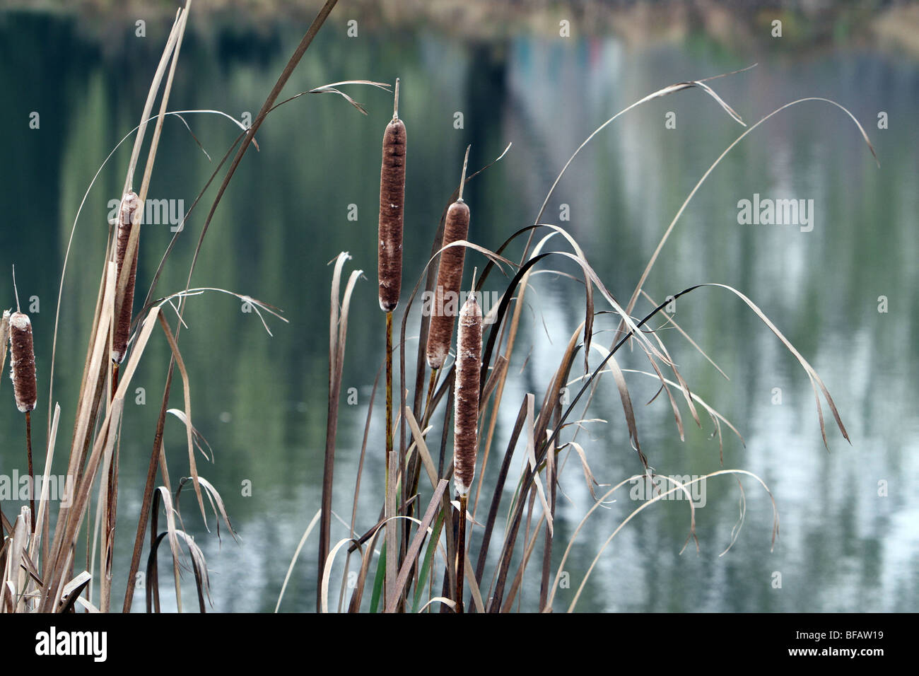 Common cattails hi-res stock photography and images - Alamy