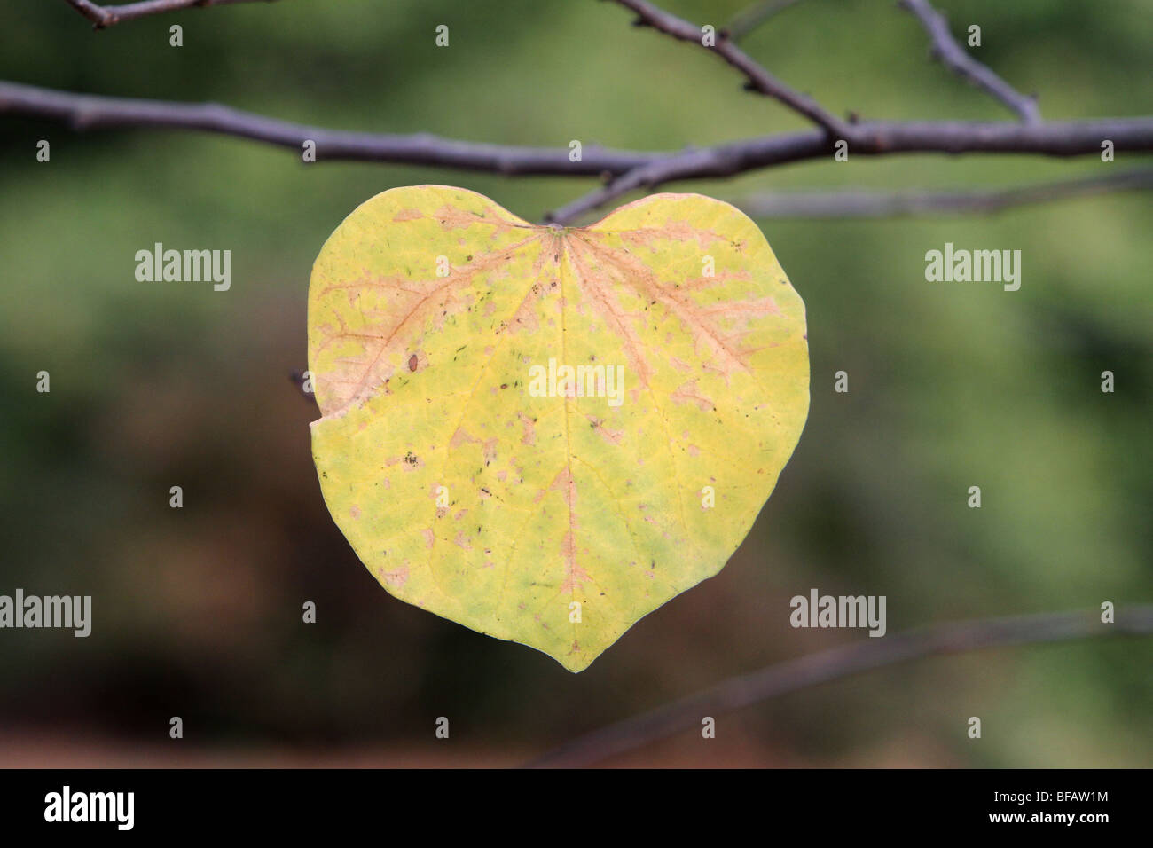 Redbud tree hi-res stock photography and images - Alamy