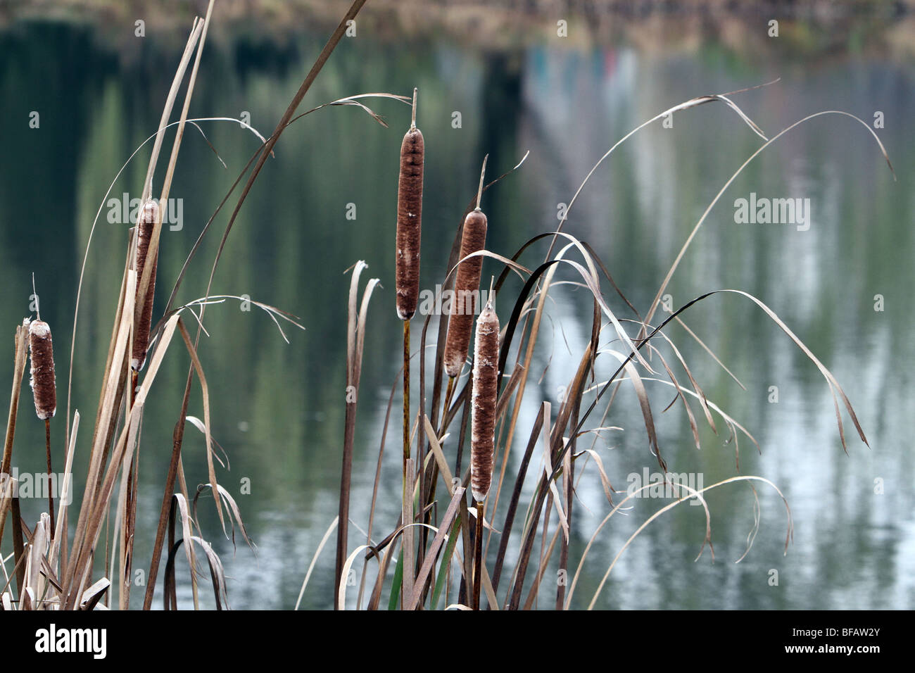 Typha latifolia flower hi-res stock photography and images - Alamy