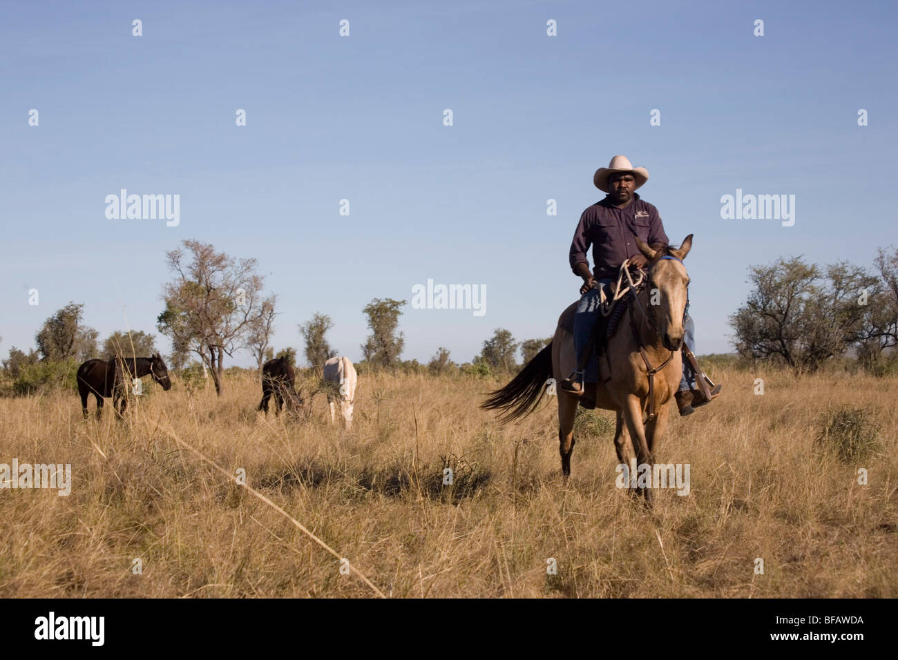 Home Valley Station Aboriginal stockman mustering on horseback in the ...