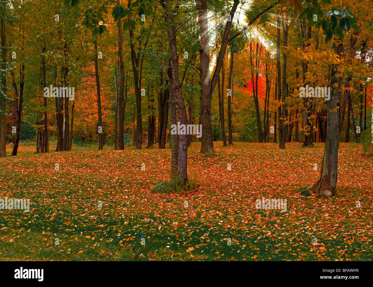 trees and lawn in fall foliage Stock Photo - Alamy