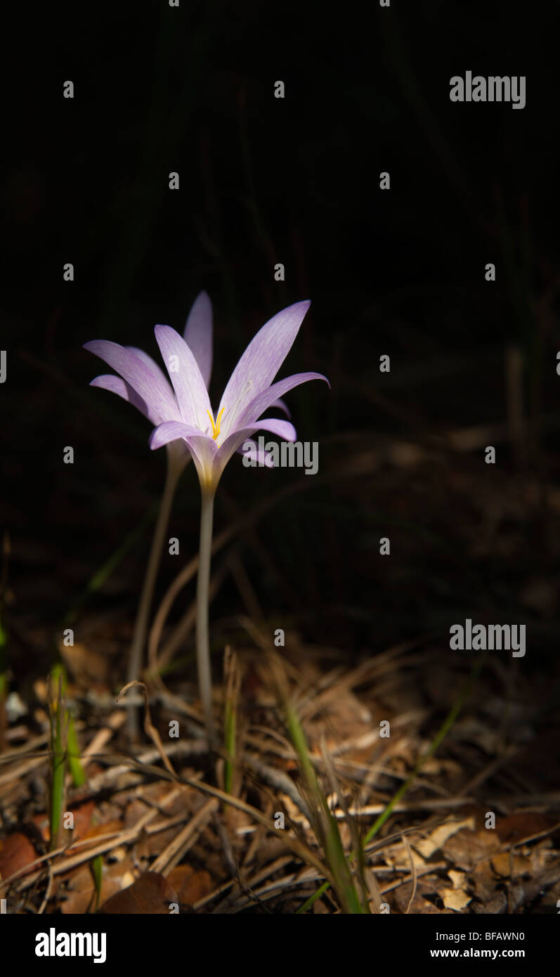 Crocus flower history hi-res stock photography and images - Alamy