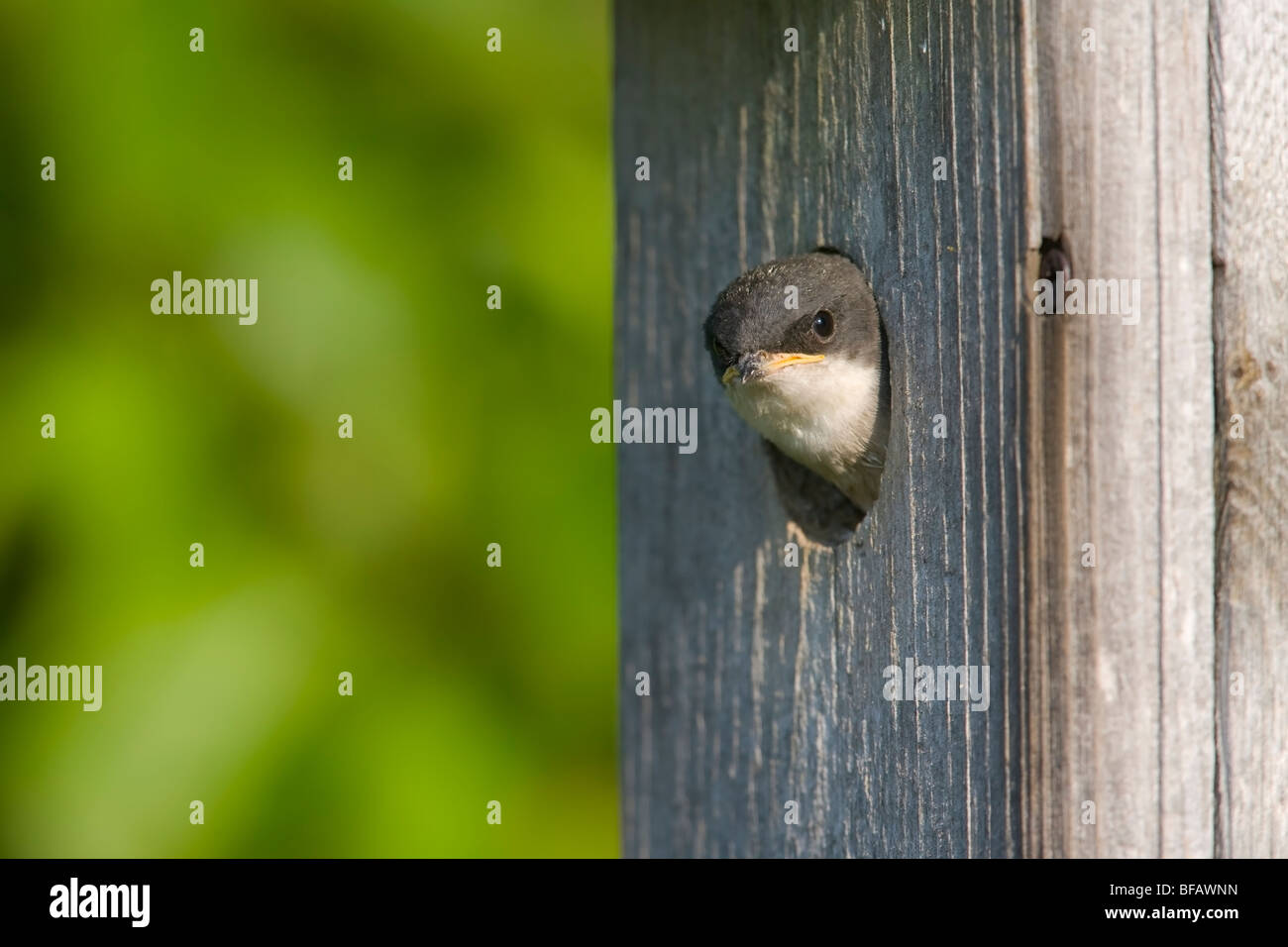 Tree Swallow (Tachycineta bicolor), nestling peaking out of nest box ...