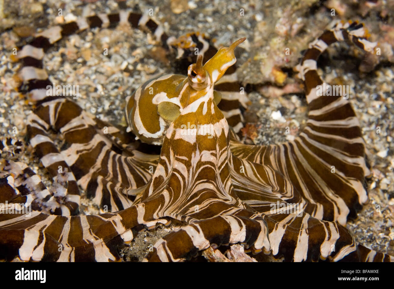 Wonderpus (wunderpus) octopus, (Wunderpus photogenicus), North Sulawesi ...