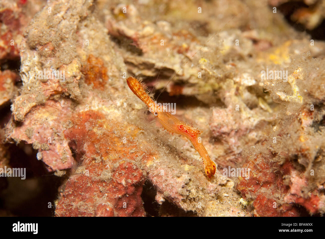 Palaemonid Shrimp (Leander plumosus), Palaemonidae family, North ...