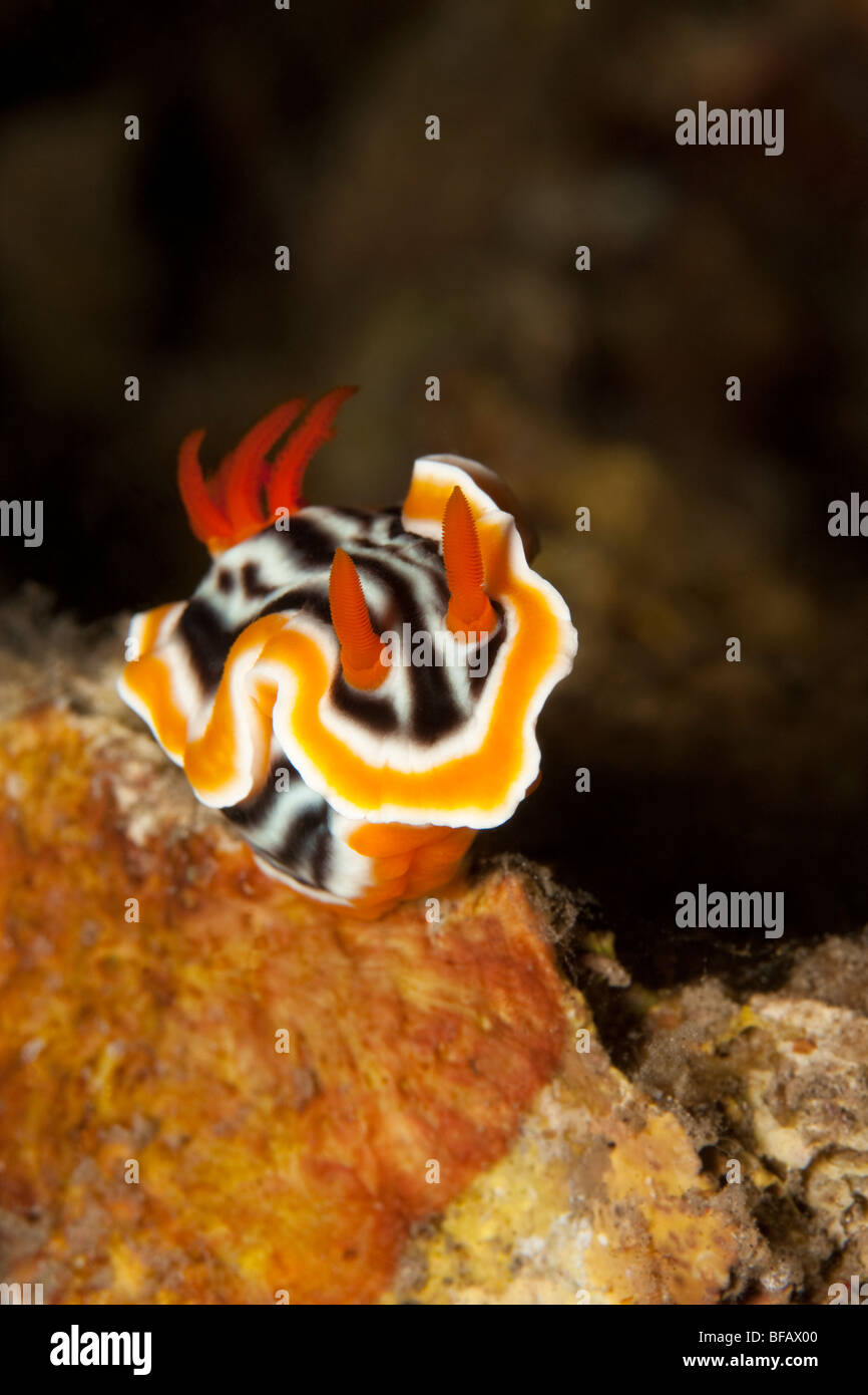 Nudibranch (Chromodoris magnifica), North Sulawesi, Indonesia Stock ...