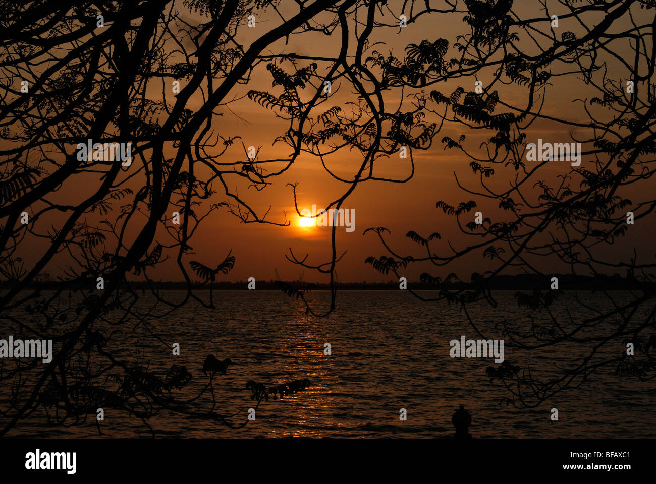 sunset through tree branches ; india Stock Photo - Alamy