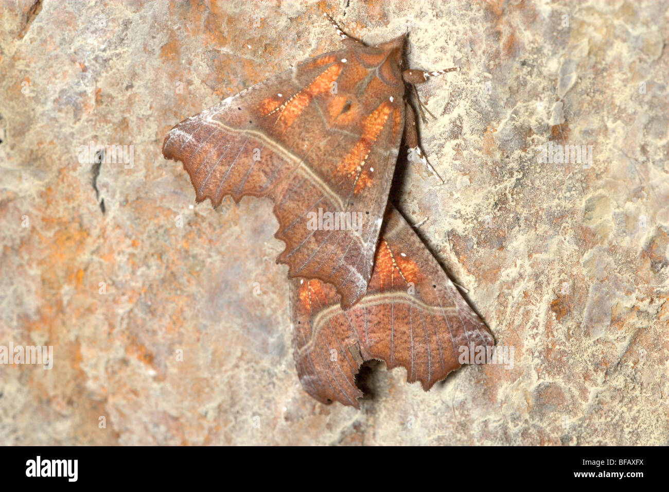 Herald moth hi-res stock photography and images - Alamy