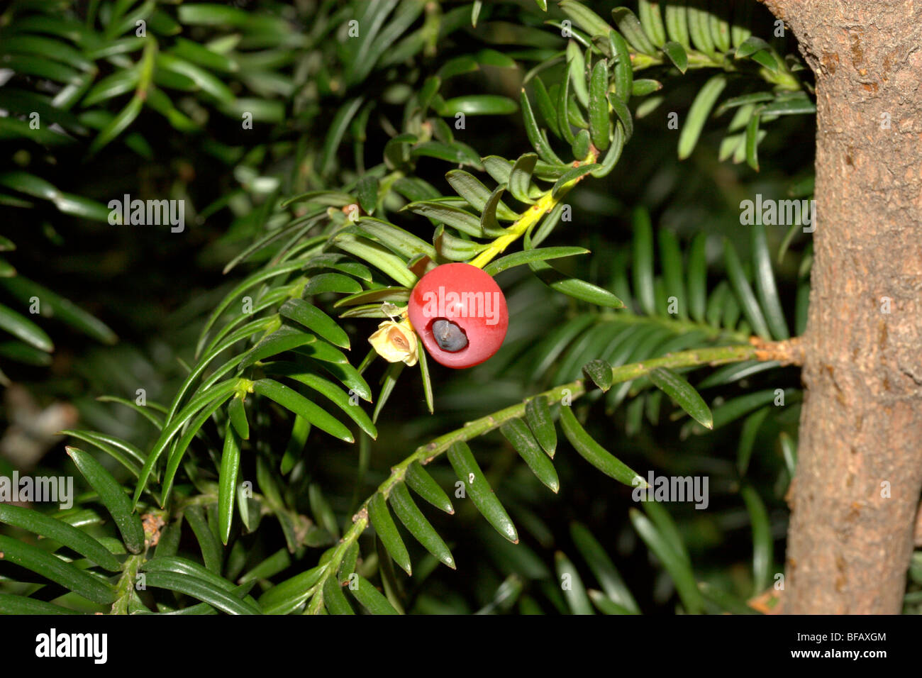 European Yew High Resolution Stock Photography and Images - Alamy