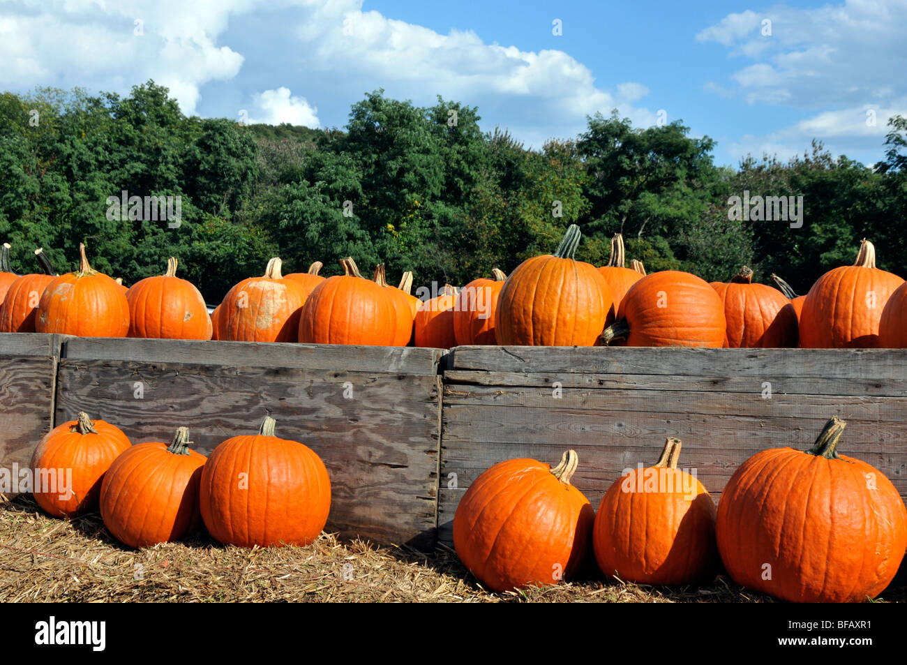 Pumpkins displayed at a farm Stock Photo - Alamy