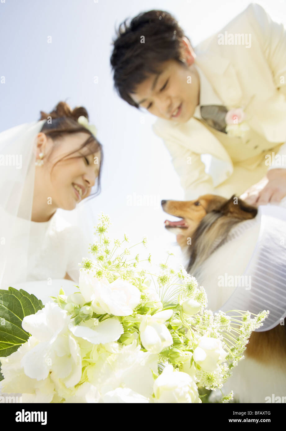 Dog and bridal couple Stock Photo - Alamy