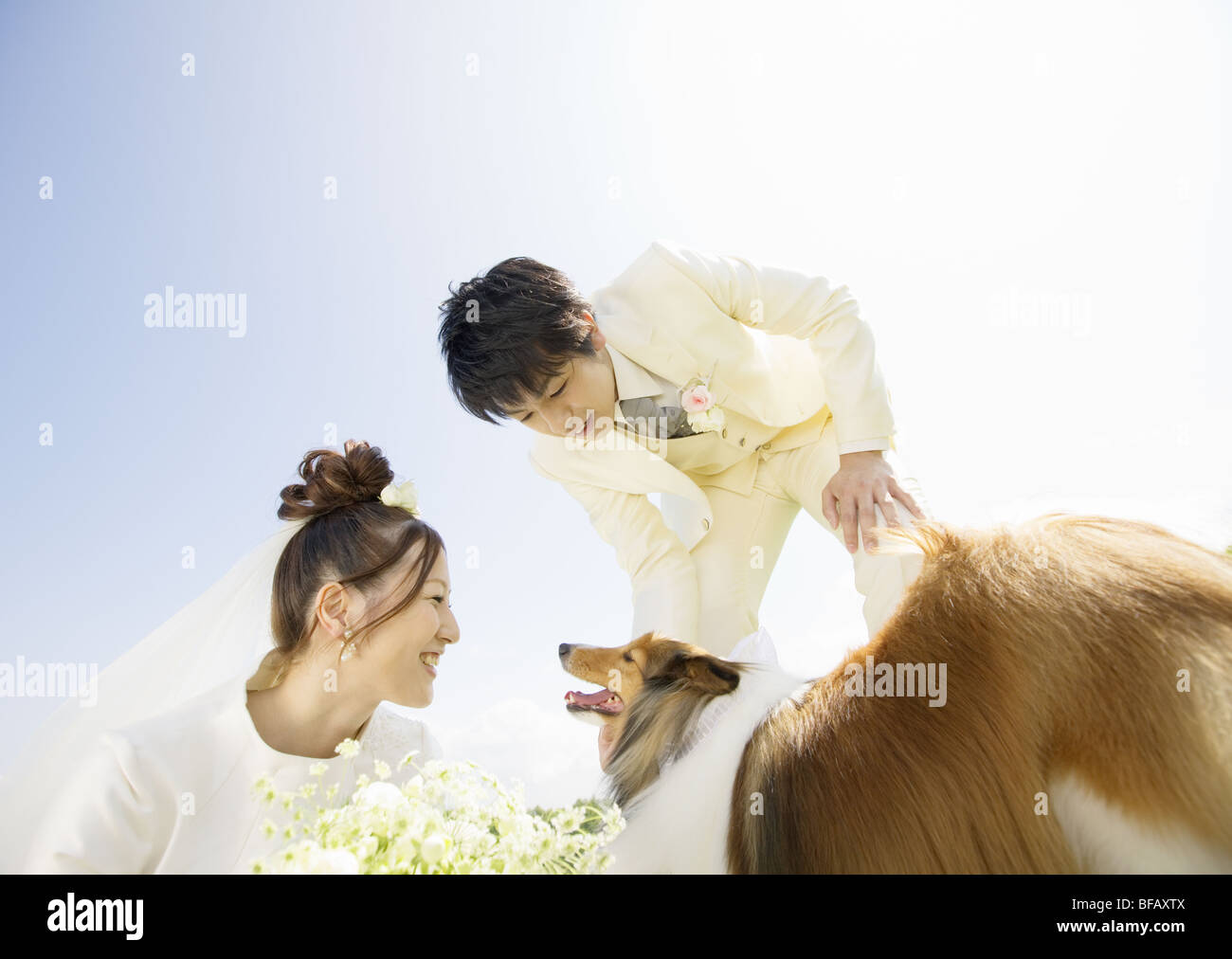 Dog and bridal couple Stock Photo - Alamy