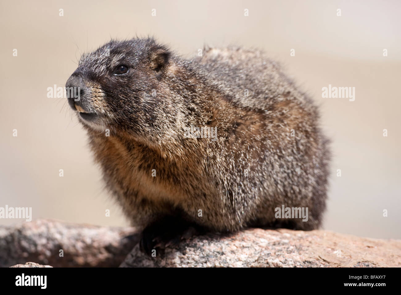 Yellow-bellied marmot on Mount Evans in Colorado Stock Photo - Alamy