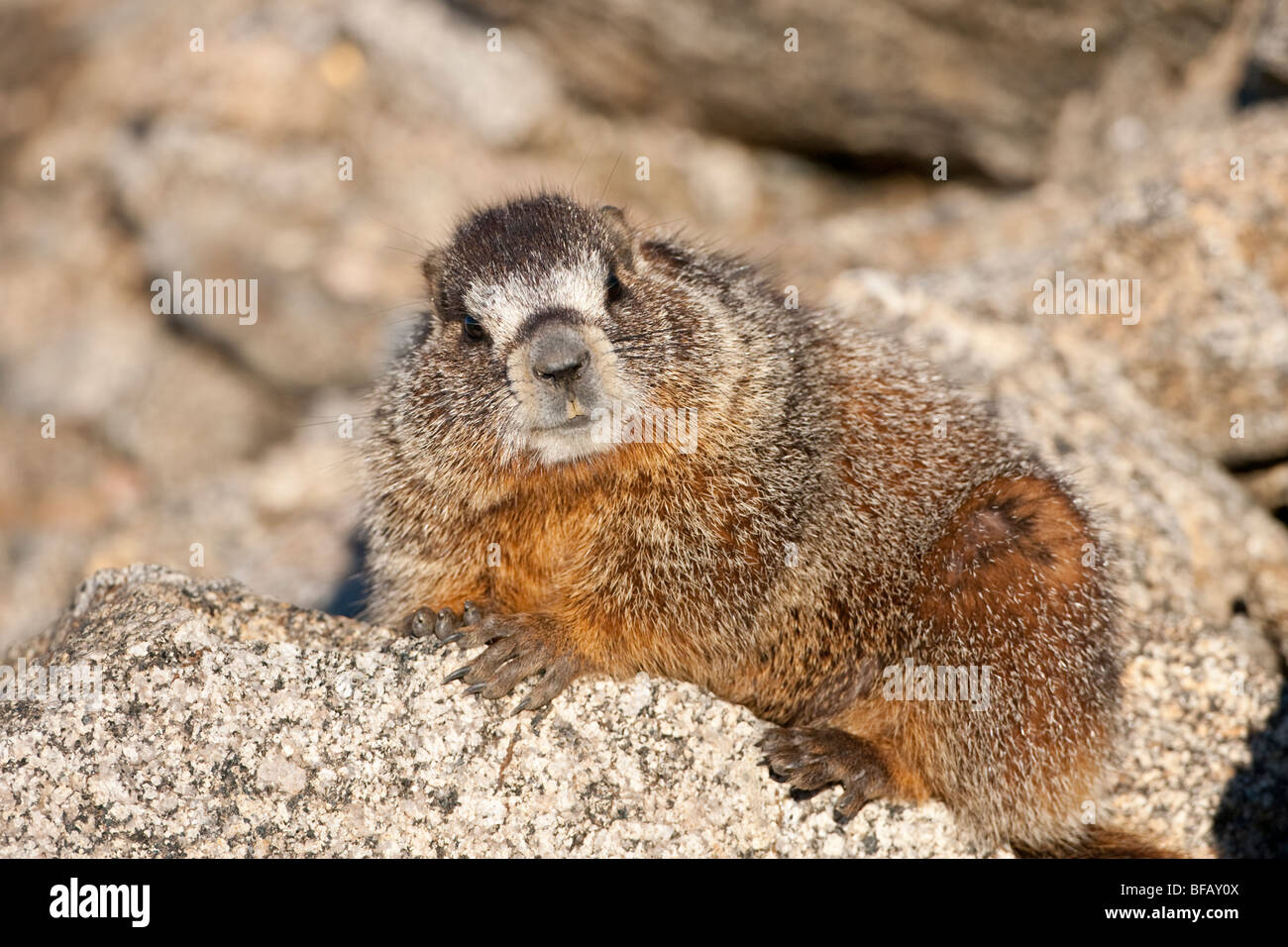 Colorado evans mount rodent hi-res stock photography and images - Alamy