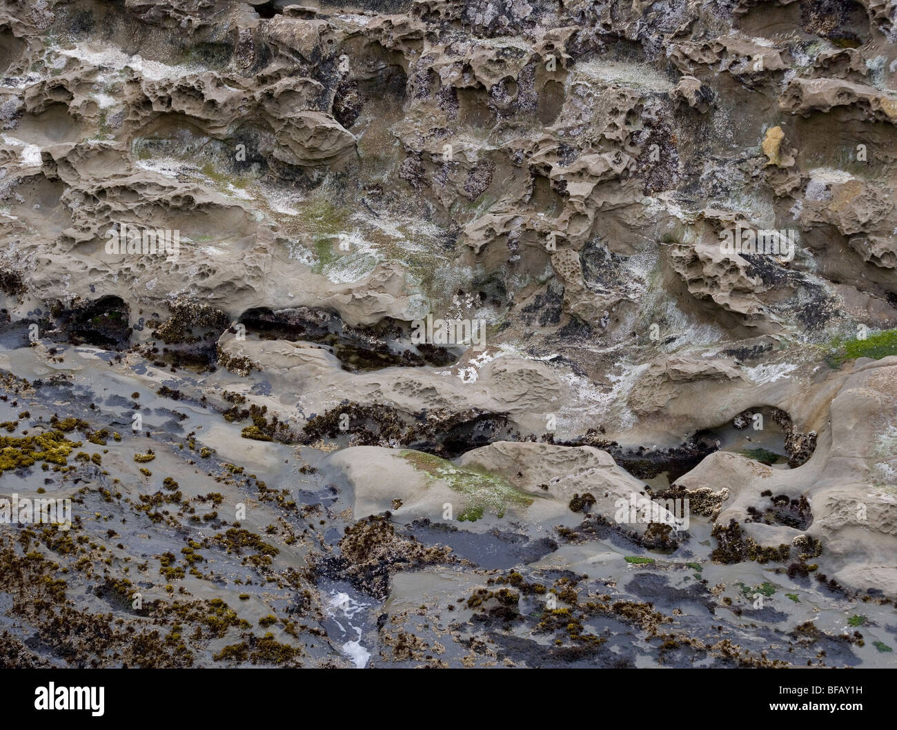 Cape Arago Coastal Rock Formations, Shore Acres State Park, Oregon ...