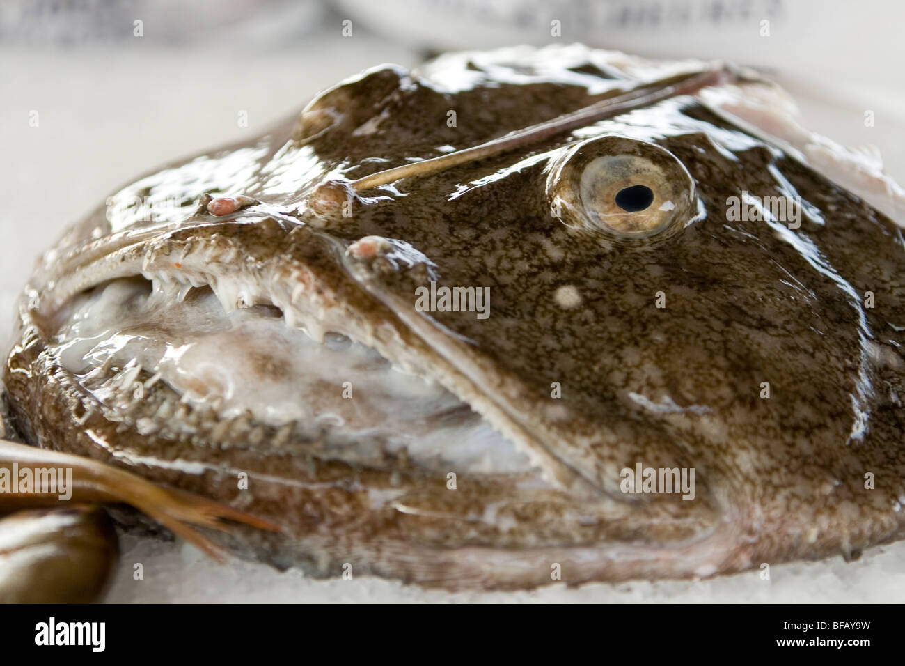 Family of lophiidae hi-res stock photography and images - Alamy