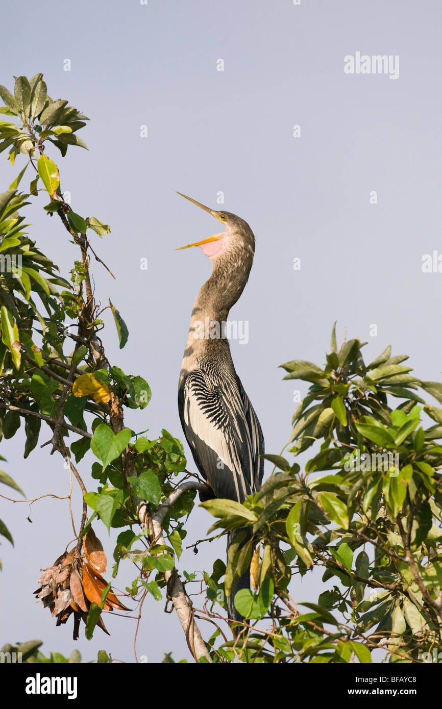 Anhinga with its beak open on a mangrove in the eastern Everglades in ...