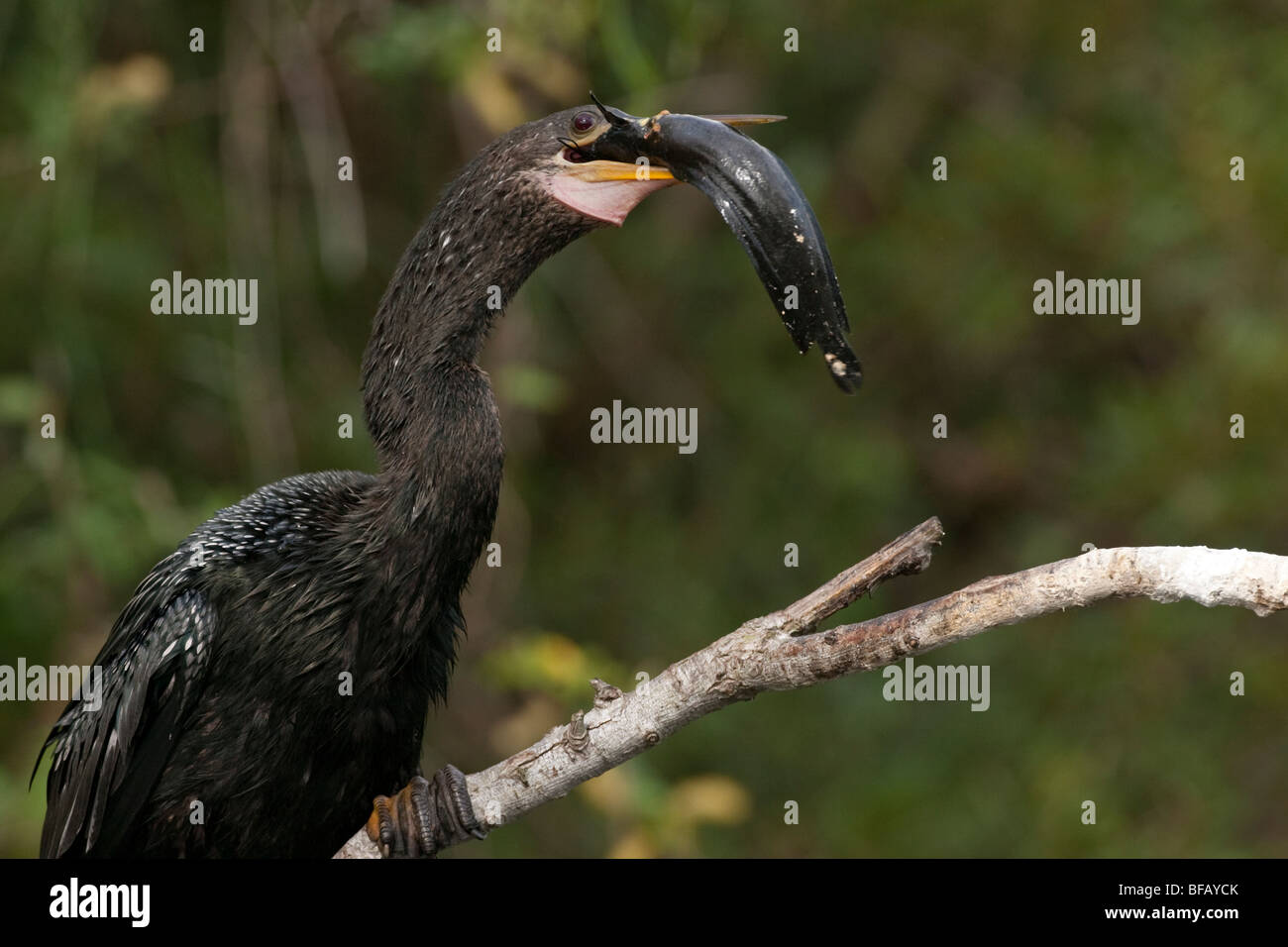 Everglades florida catfish hi-res stock photography and images - Alamy