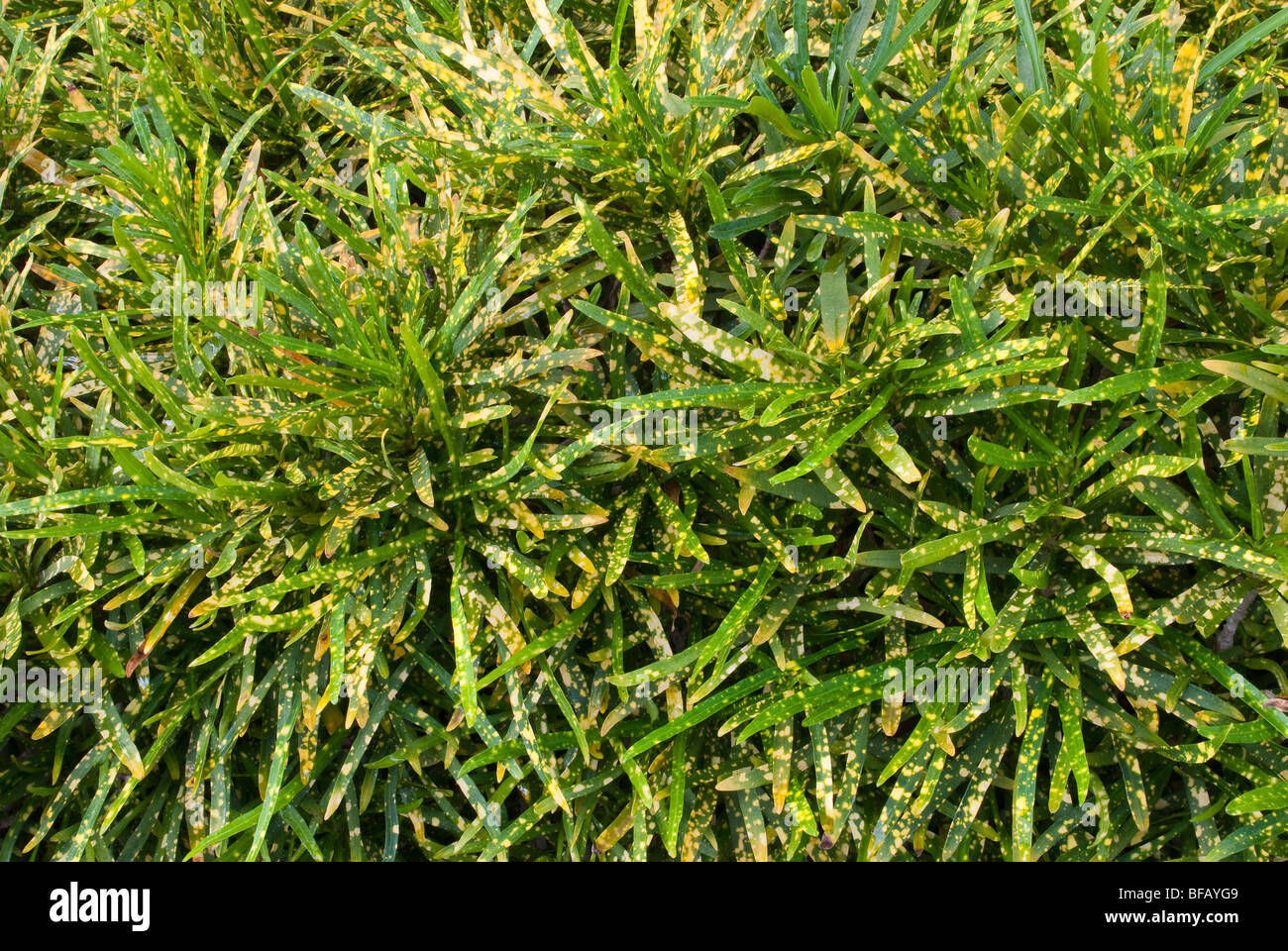 Varigated green leaves of a tropical shrub. Part of the Croton ...