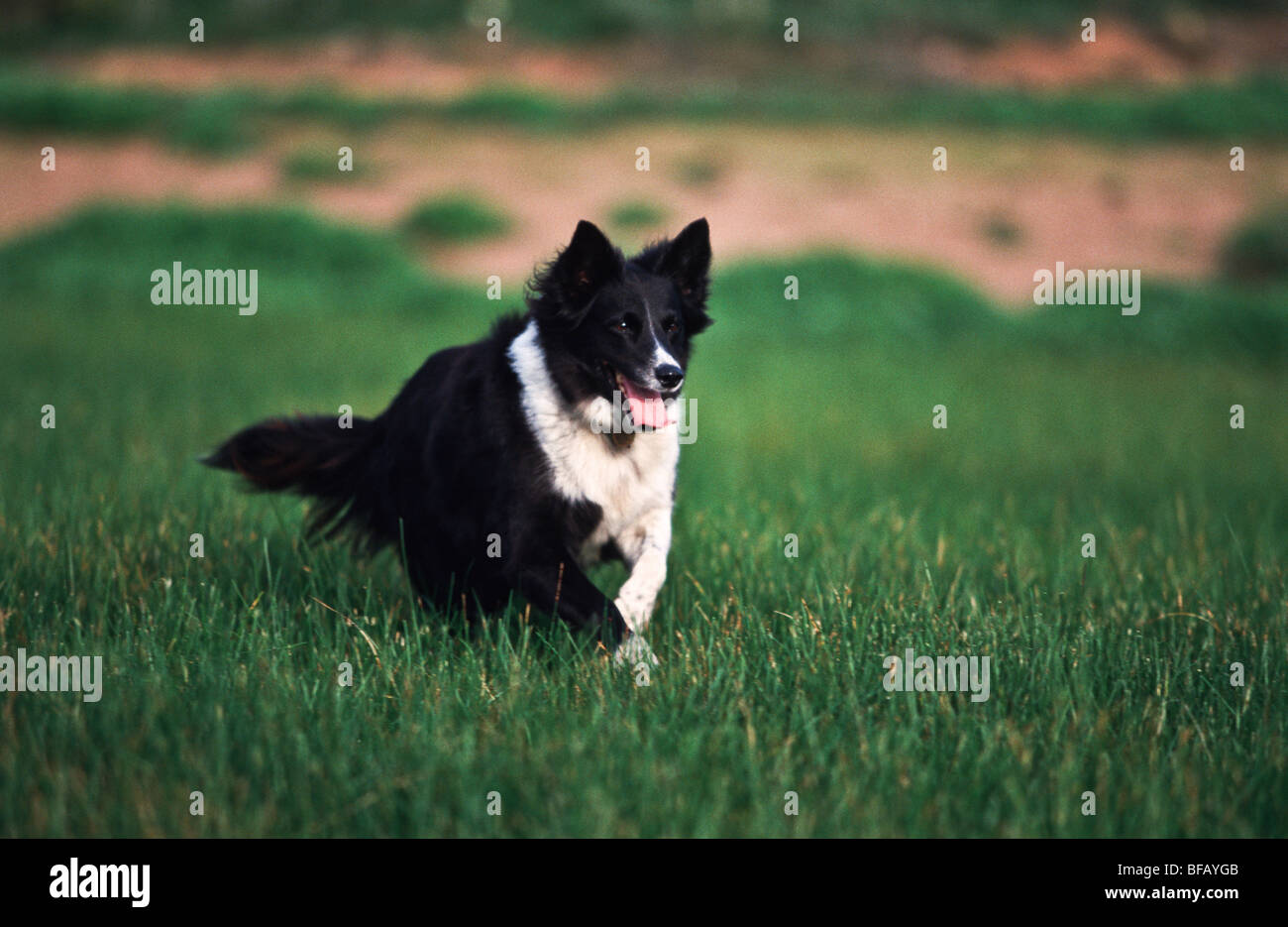 Border collie running, Australia Stock Photo - Alamy