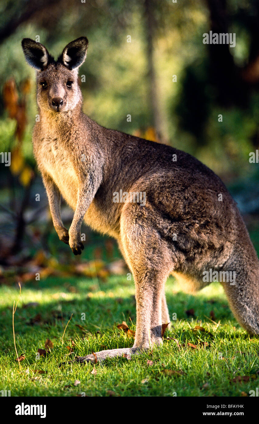 Eastern Grey Kangaroo The Australian Museum