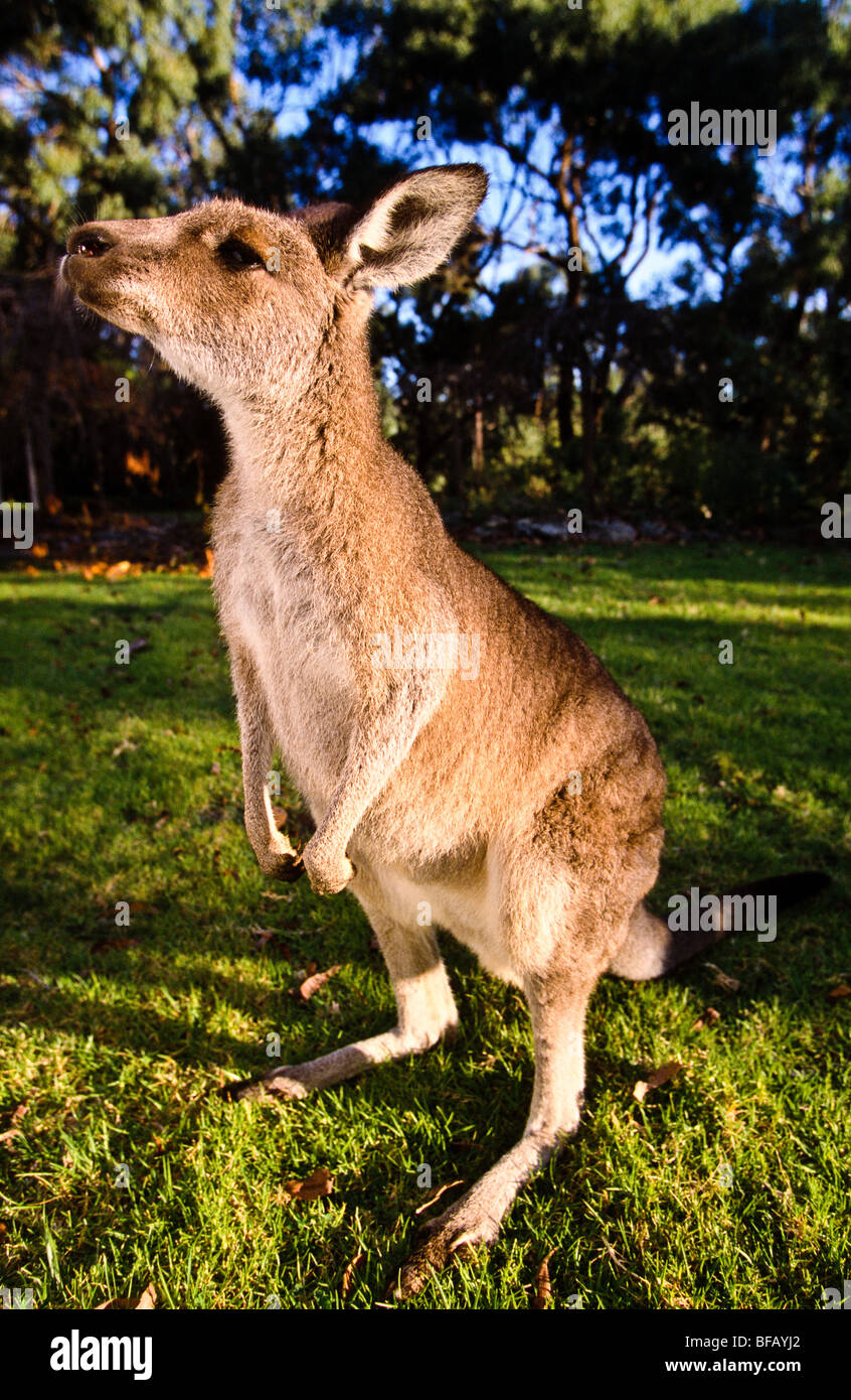 Eastern Grey kangaroo, Australia Stock Photo - Alamy