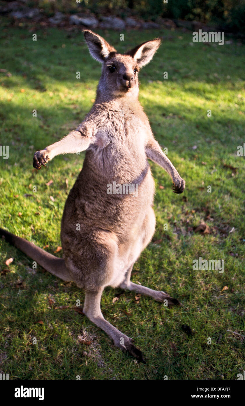 Eastern Grey kangaroo, Australia Stock Photo - Alamy