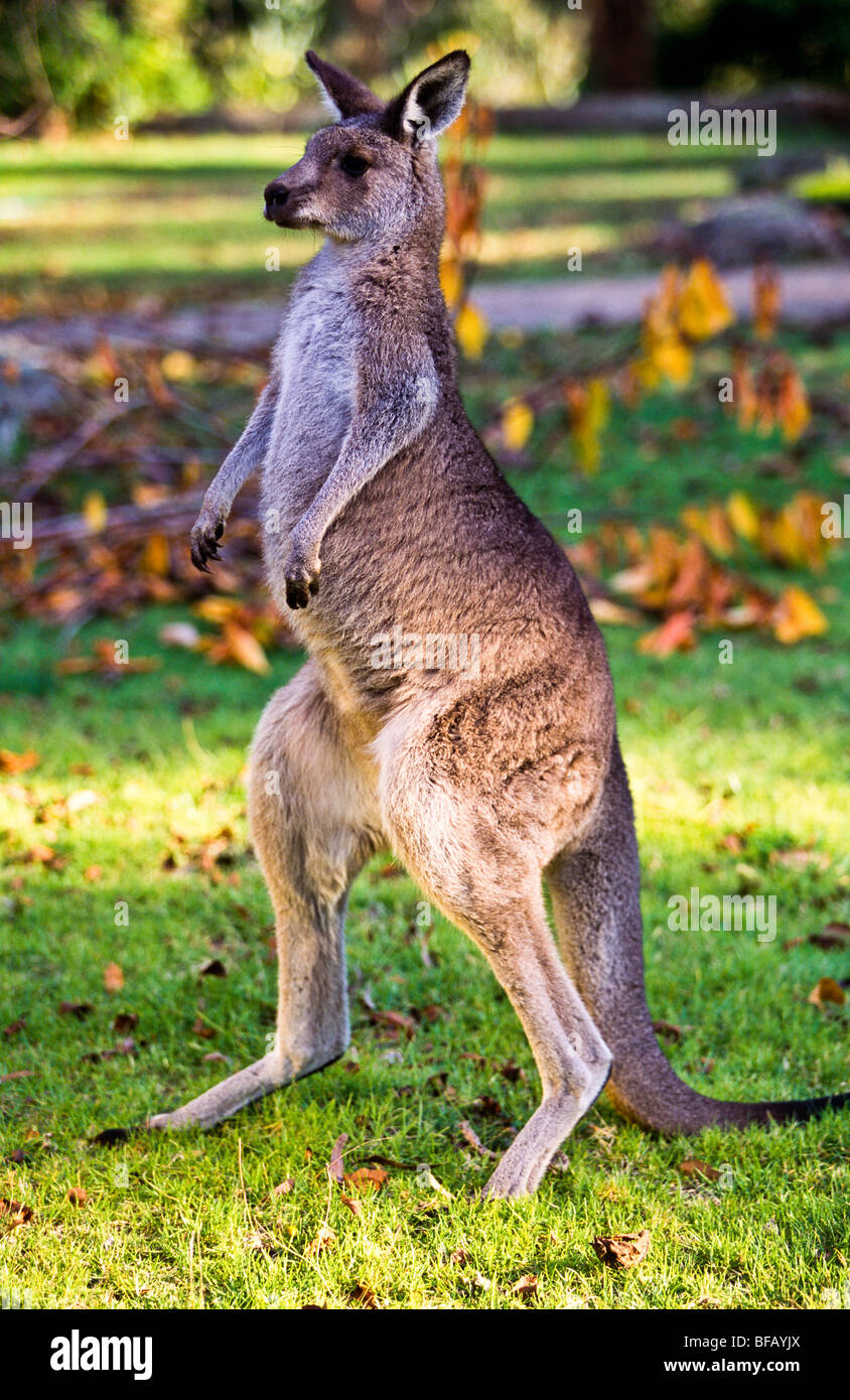 Eastern Grey kangaroo, Australia Stock Photo - Alamy