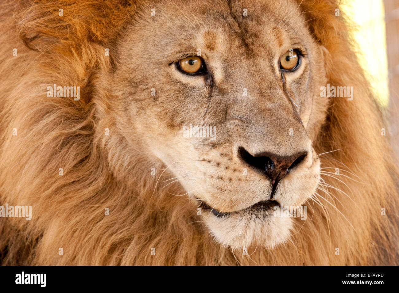 Closeup of the head of an African lion Stock Photo - Alamy