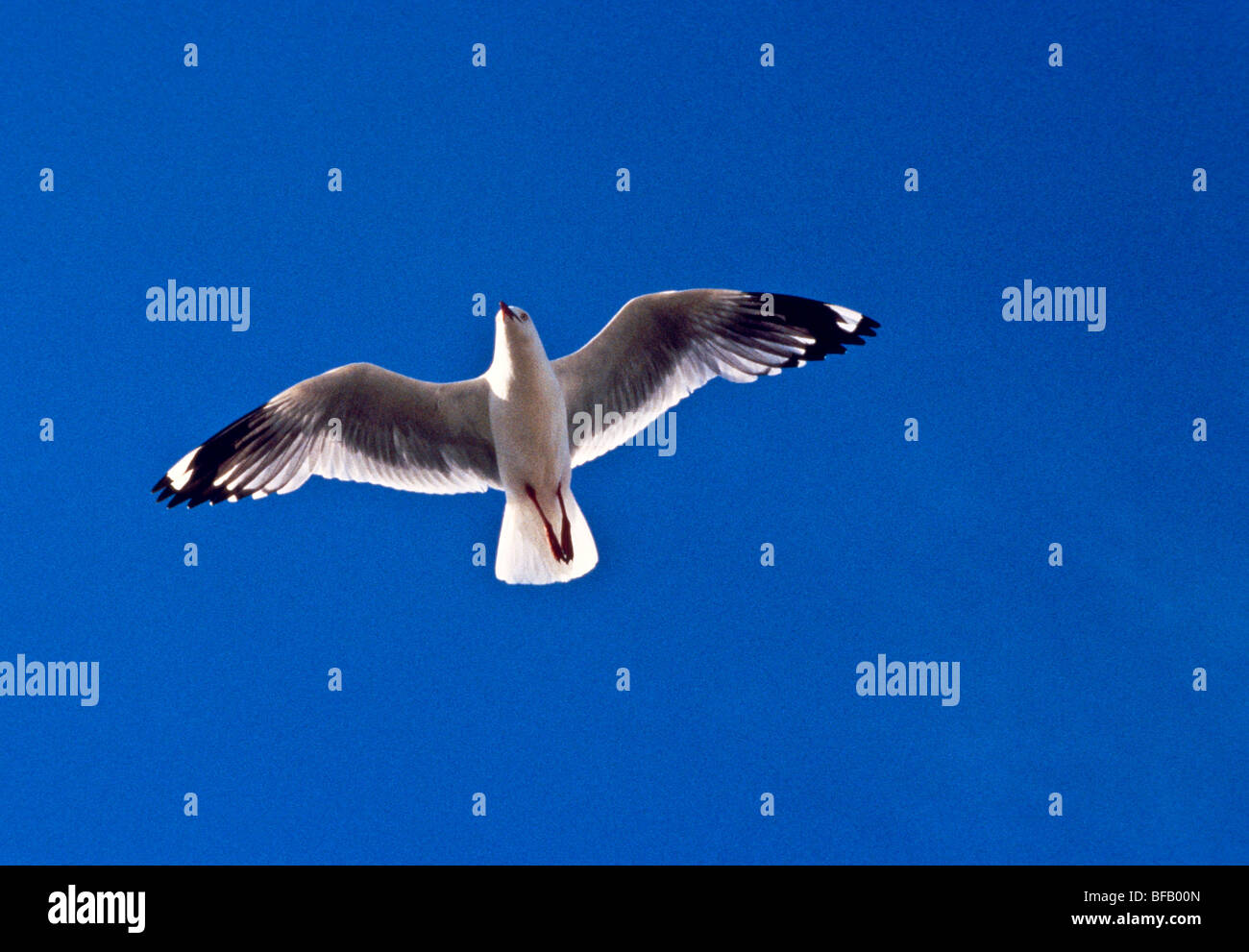 Seagull in flight Stock Photo - Alamy