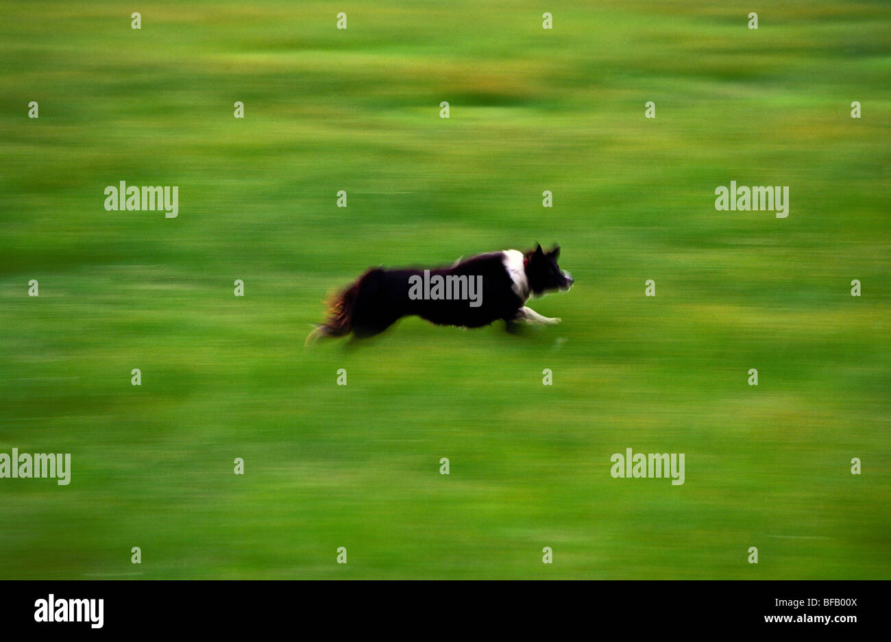 Border collie running, Australia Stock Photo - Alamy
