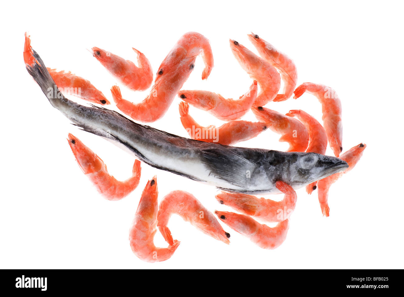 object on white - fish and shrimp close up Stock Photo - Alamy