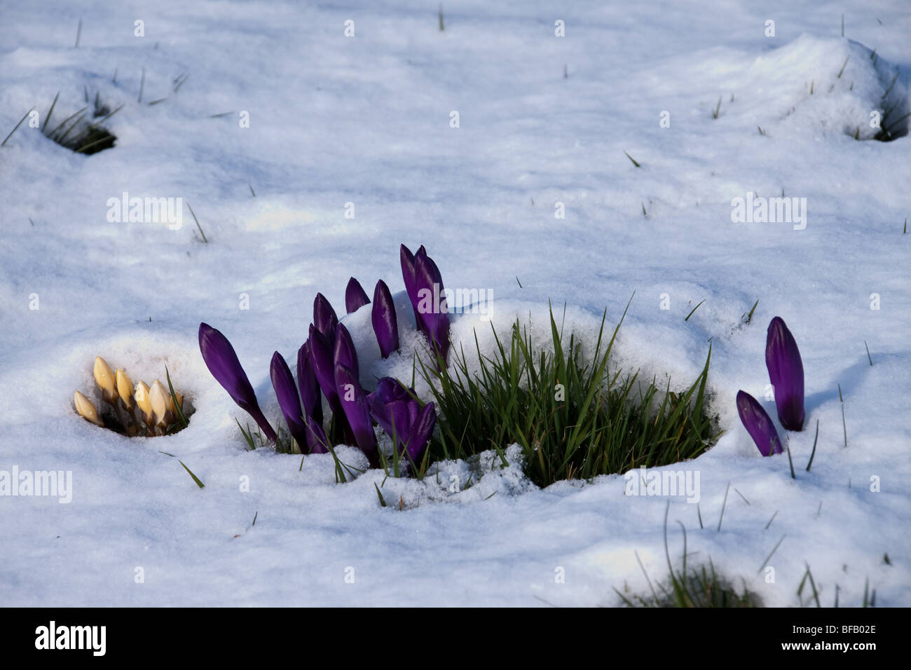Crocus lawn hi-res stock photography and images - Alamy