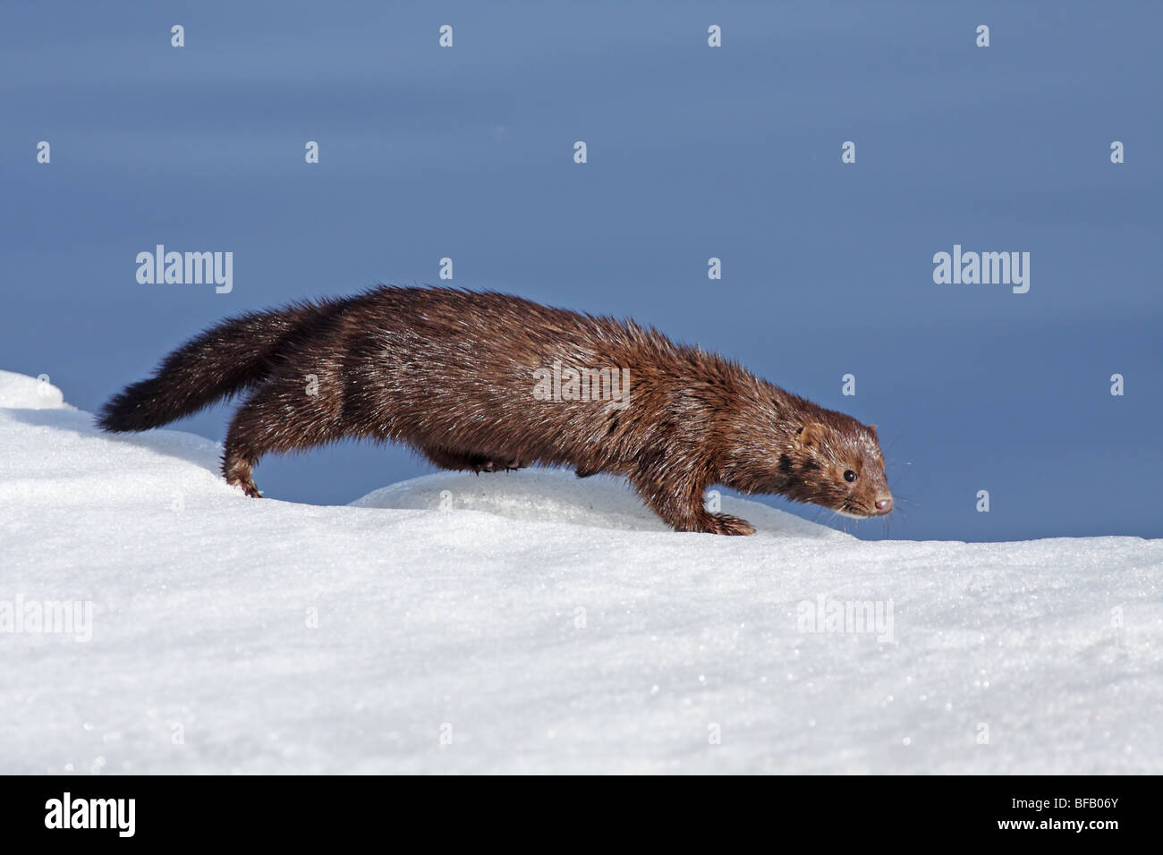 Mink mammals hi-res stock photography and images - Alamy