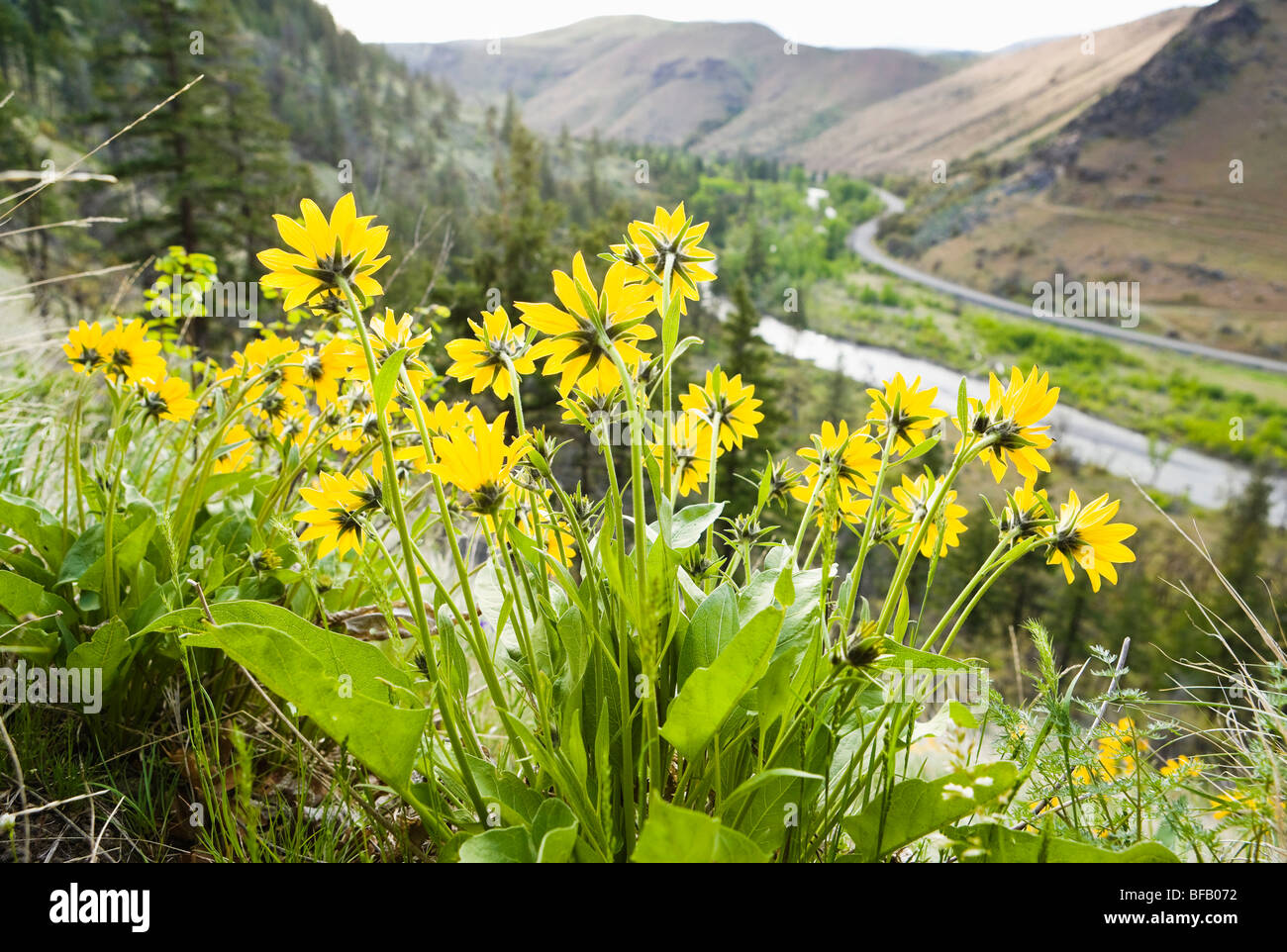 Balsamroot flowers growing in the Tieton River canyon, Eastern ...