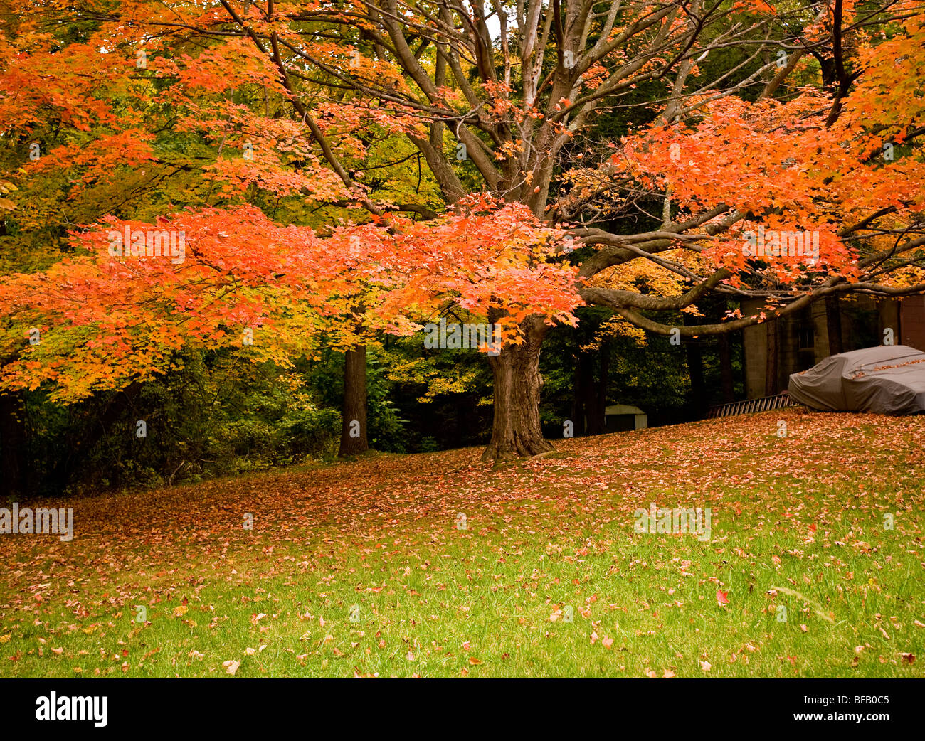 autumn picture of yard and large maple tree Stock Photo - Alamy