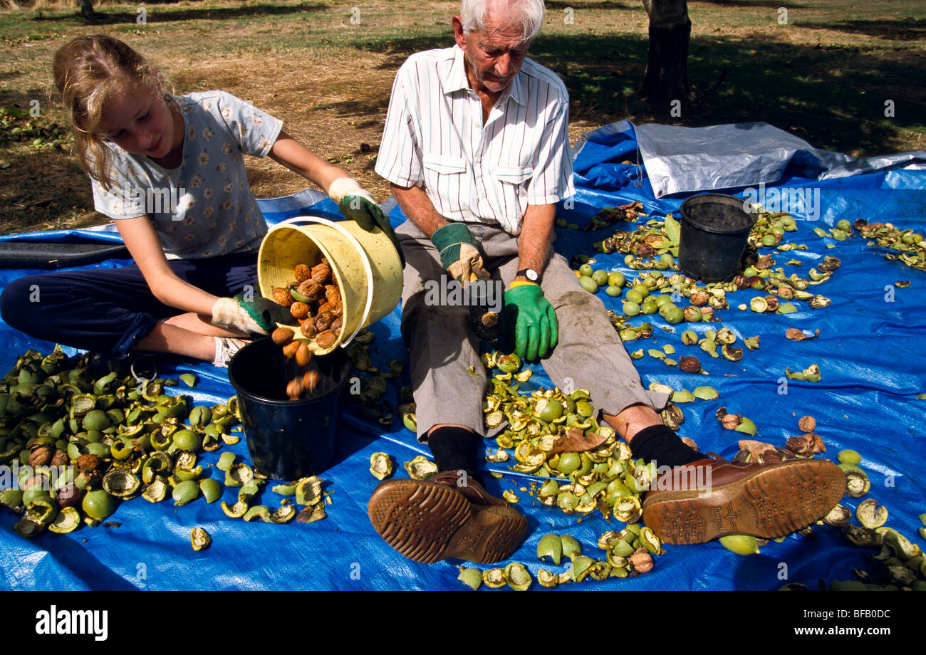 Walnut sorting hi-res stock photography and images - Alamy