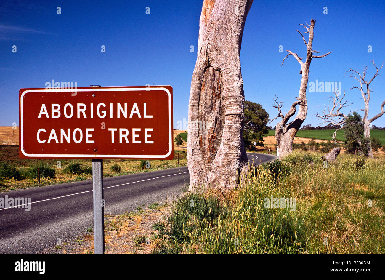 Aboriginal canoe tree, Australia Stock Photo - Alamy
