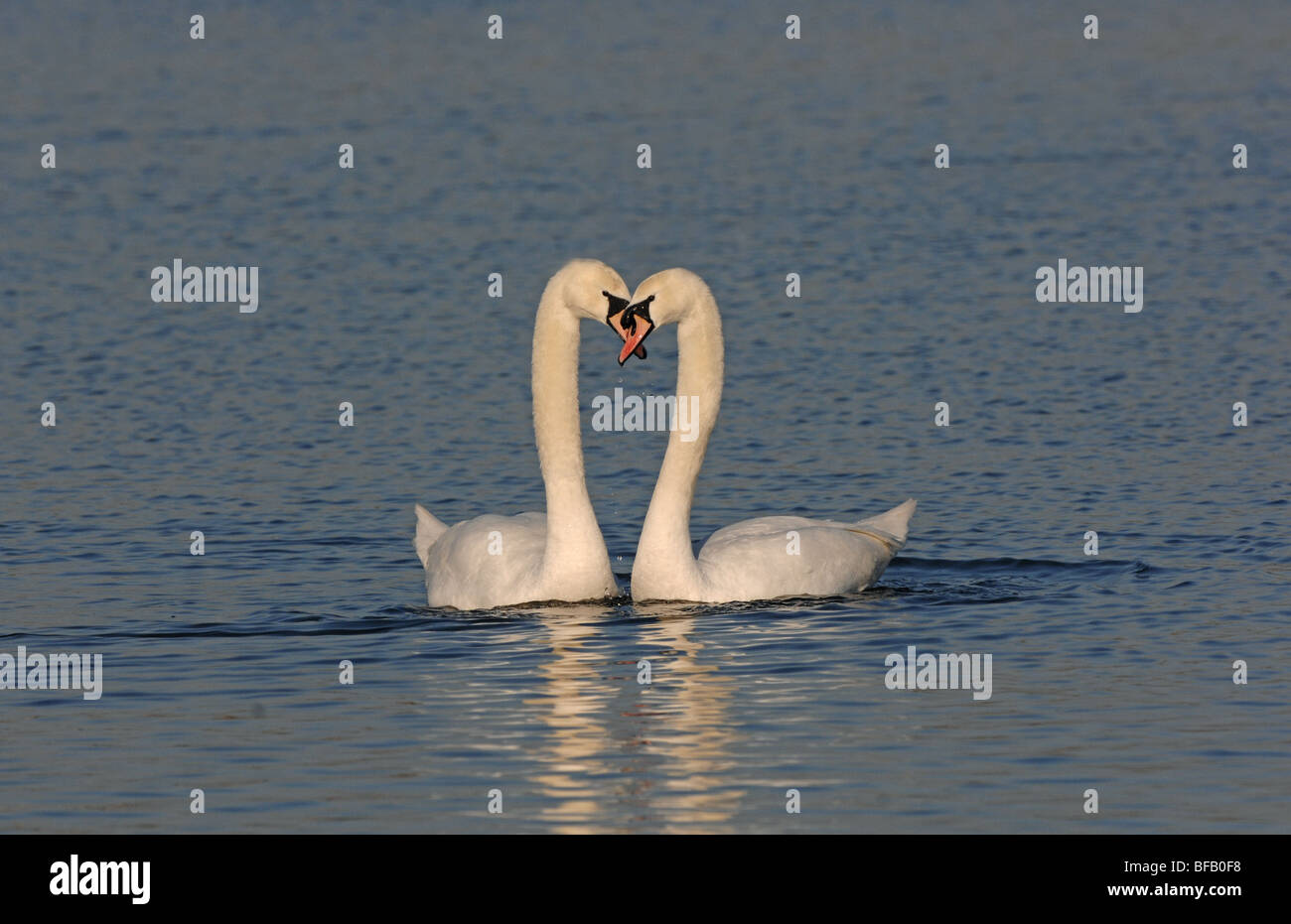 Mute Swan courtship display forming heart shape Stock Photo - Alamy