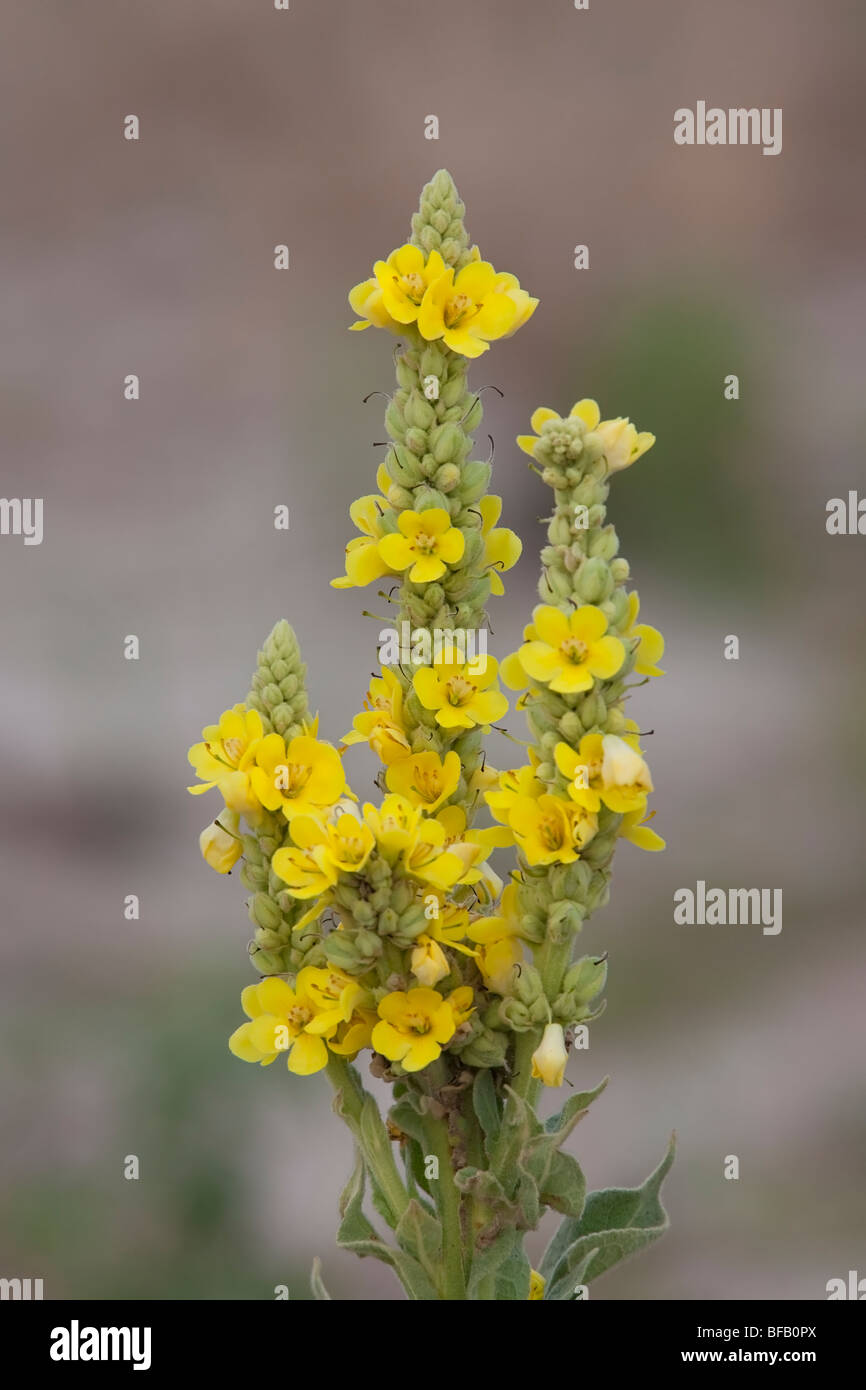 Common mullein flower hi-res stock photography and images - Alamy