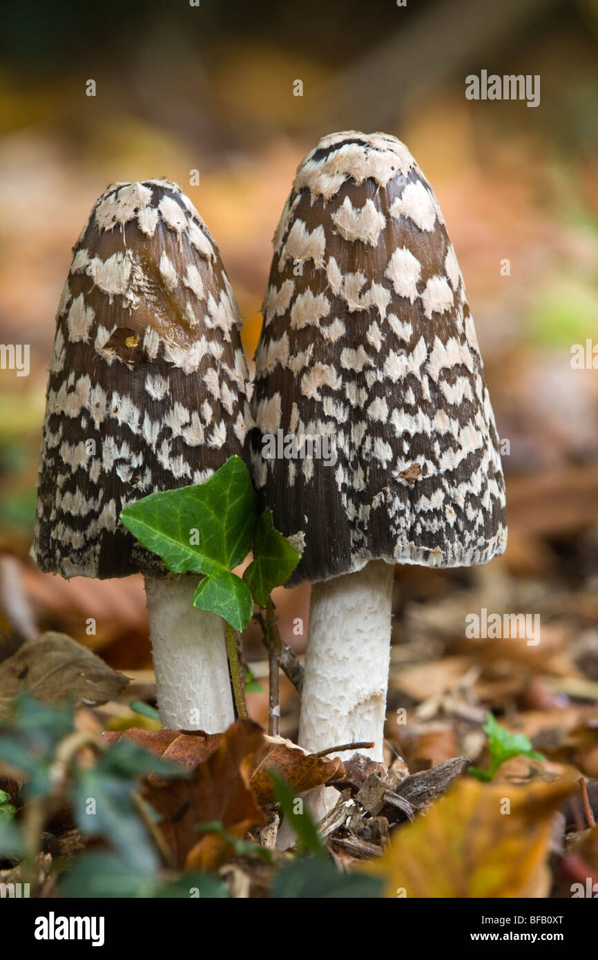 Magpie ink cap; Coprinus picaceus; with ivy; nr Bodmin; cornwall Stock ...