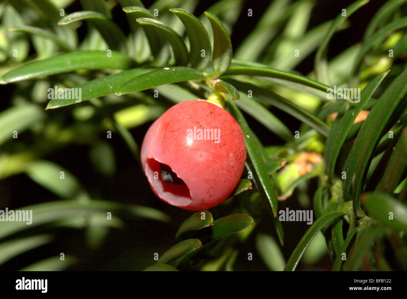 European yew hi-res stock photography and images - Alamy