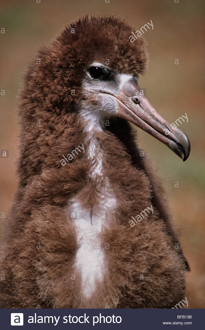 Gooney Birds Stock Photos & Gooney Birds Stock Images - Alamy