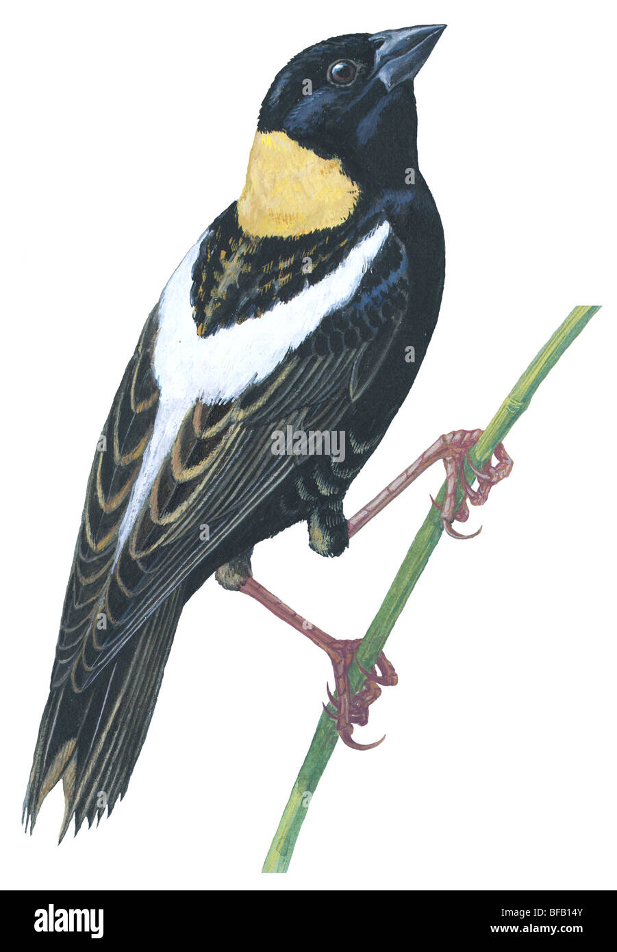 Ricebird hi-res stock photography and images - Alamy