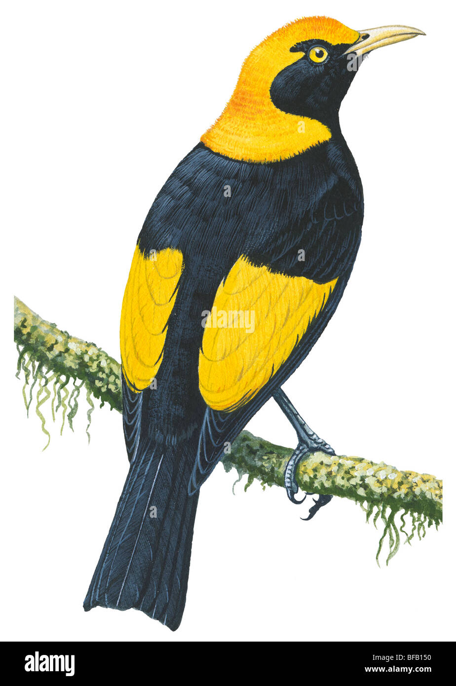Bowerbird Cut Out Stock Images & Pictures - Alamy
