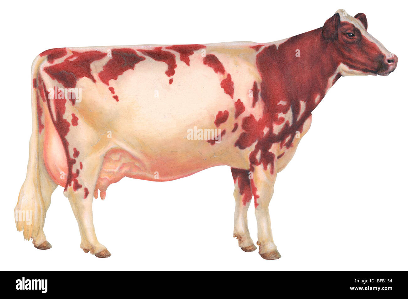 Ayrshire dairy cow hi-res stock photography and images - Alamy