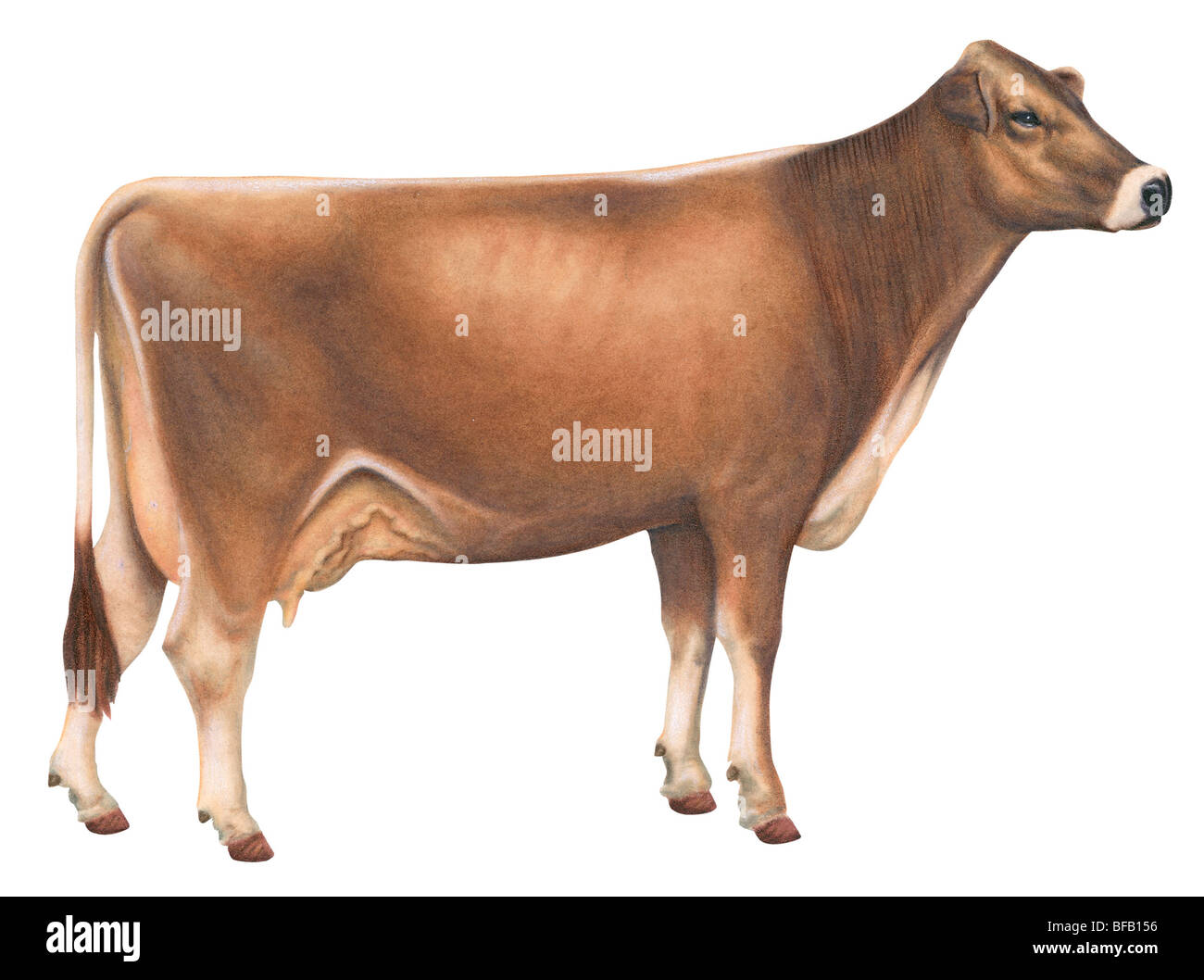 Brown Swiss cow Stock Photo - Alamy