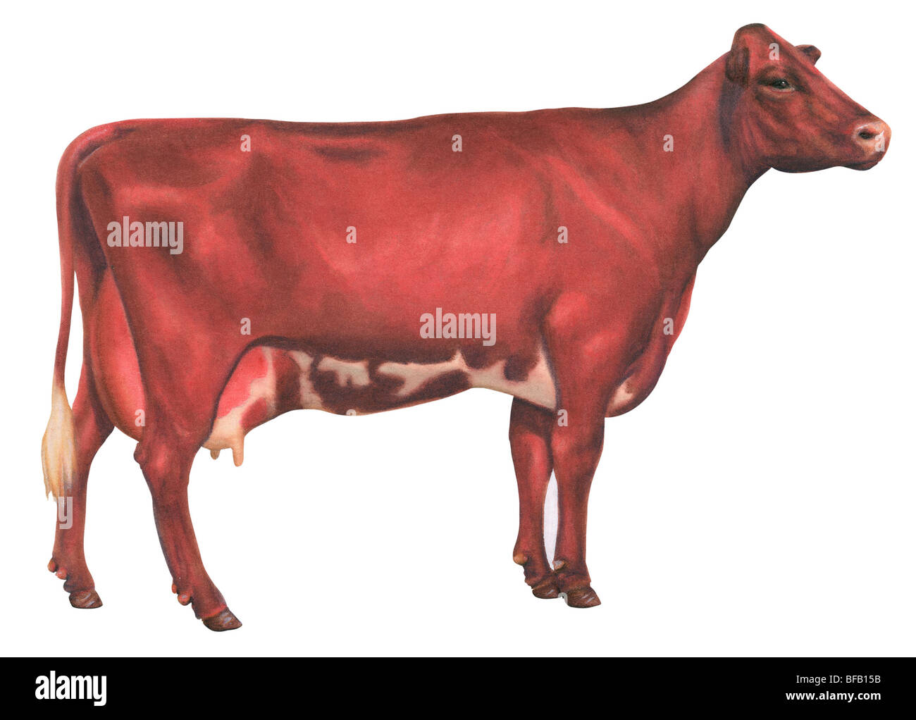 Milking Shorthorn cow Stock Photo - Alamy